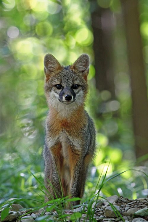 Rusty’s Very First Blog Interview — “Groovy Gary, The Gray Fox” | James ...