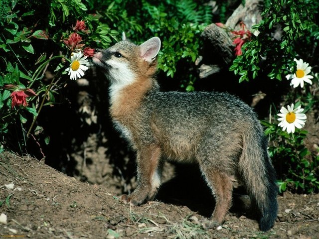 Rusty’s Very First Blog Interview — “Groovy Gary, The Gray Fox” | James ...