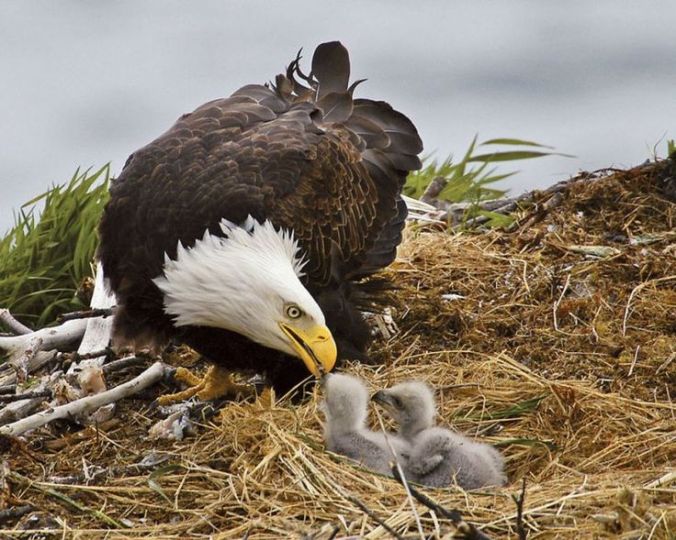 Birds- Eagle- Nesting Eagle with Baby 2 | James Milson – Writing & Things
