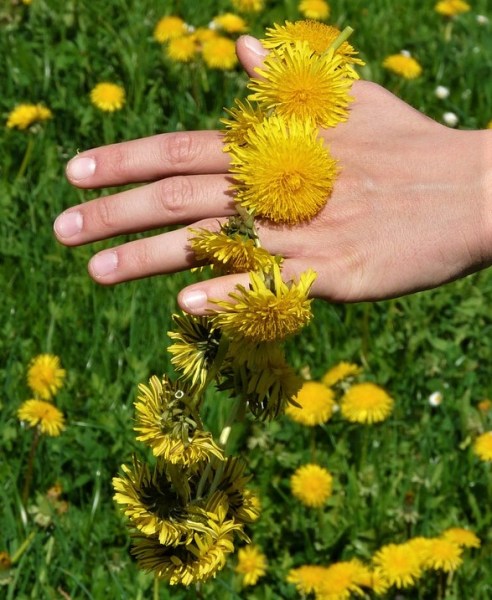 Please Don’t Pull The Dandelions — They’re Nature’s Gift! | James ...