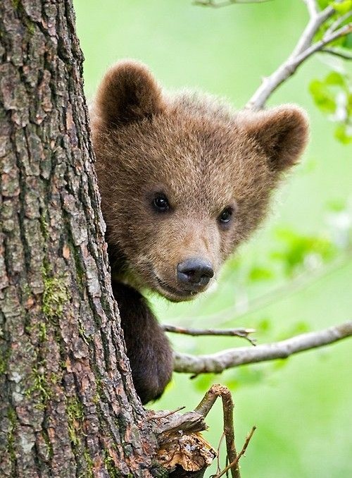 Meet Little Red Bear & His Friends — “Once Upon A Time In A Very ...