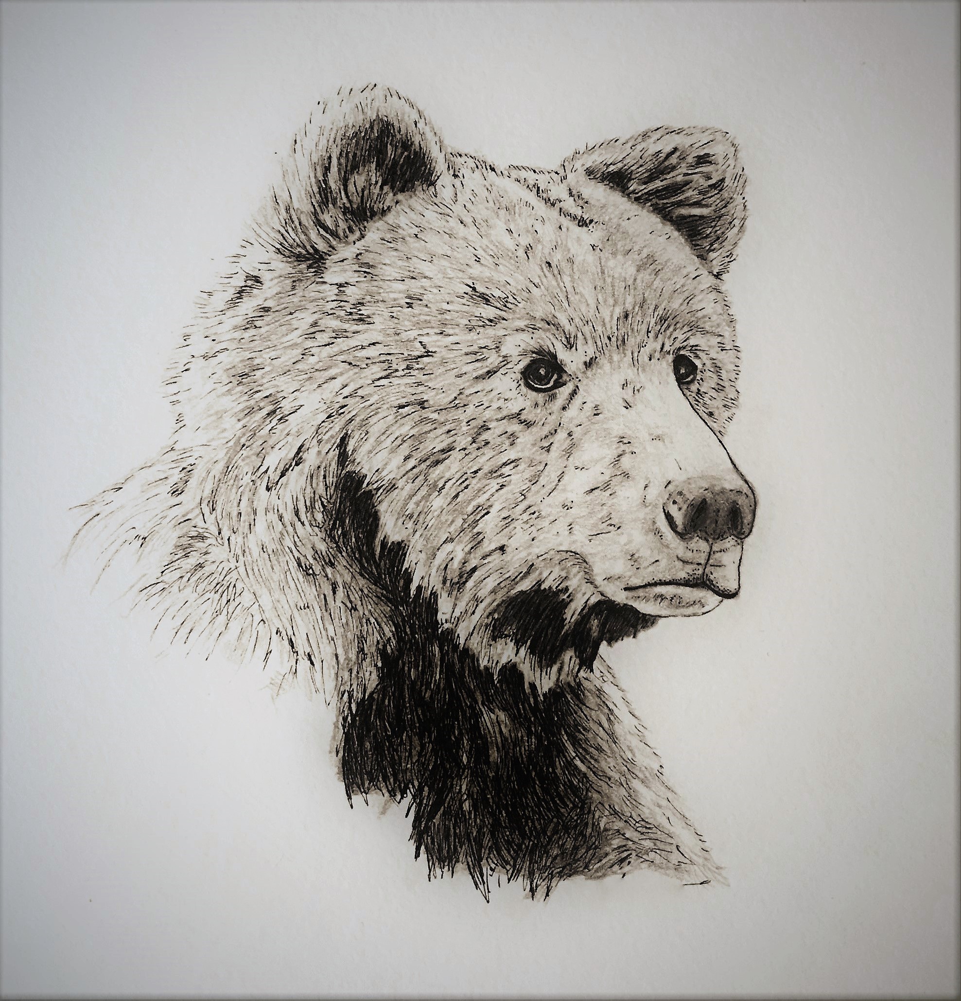 Little Red Bear’s Animal Alphabet Coloring Pages — “B” is for “Bear ...
