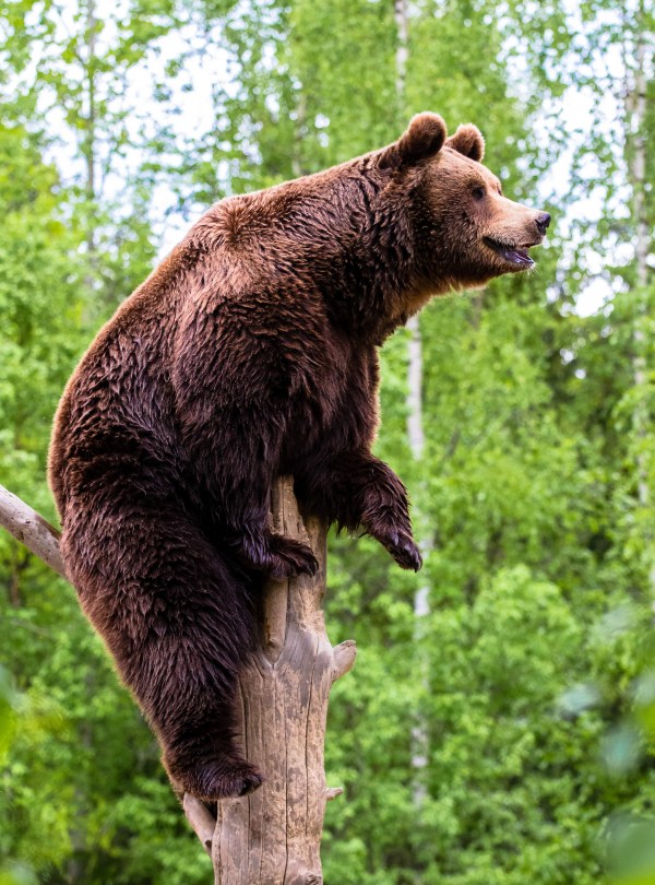 Meet Little Red Bear & His Friends — “Once Upon A Time In A Very ...