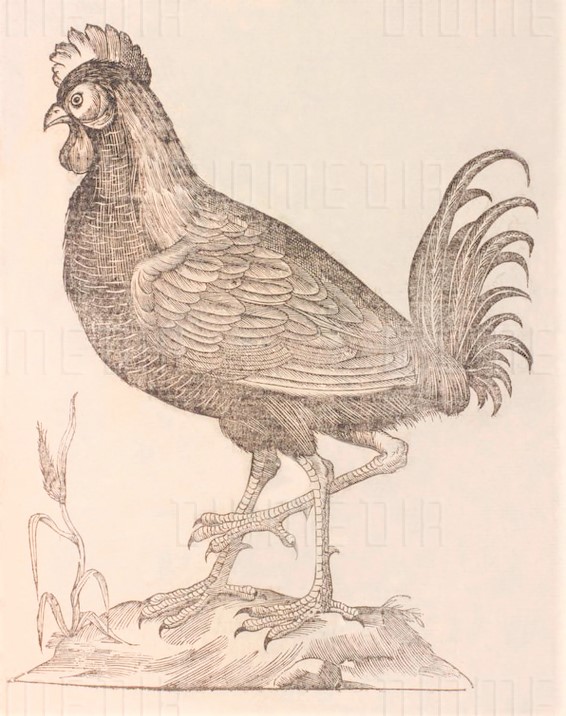 An Astonishing New Free Short Story — “The Three-legged Chicken ...